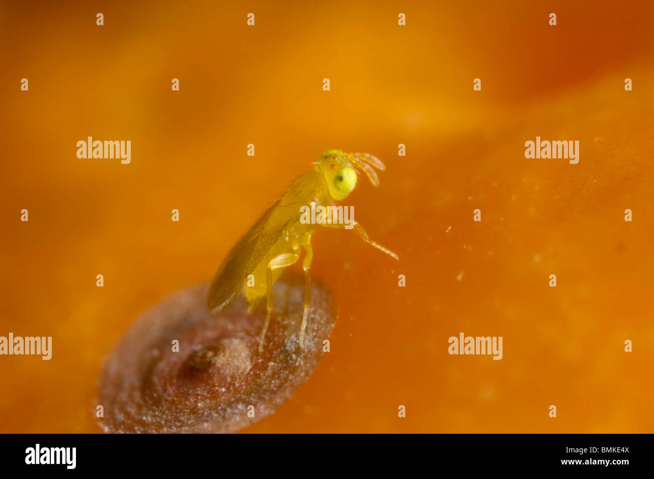 Aphytis wasp parasite stinging red scale on orange Stock Photo - Alamy