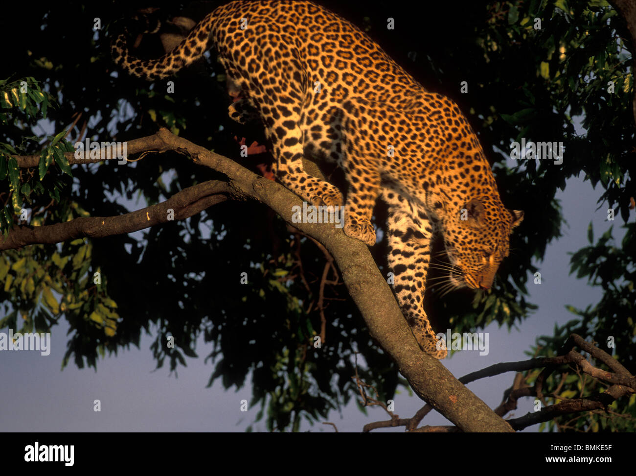 Side view female leopard walking hi-res stock photography and images ...