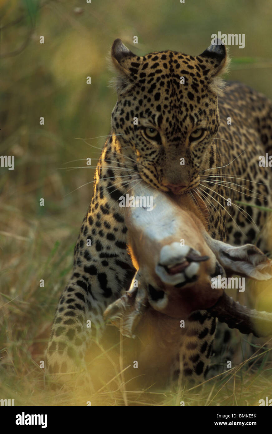 Jaguar panthera biting hi-res stock photography and images - Alamy