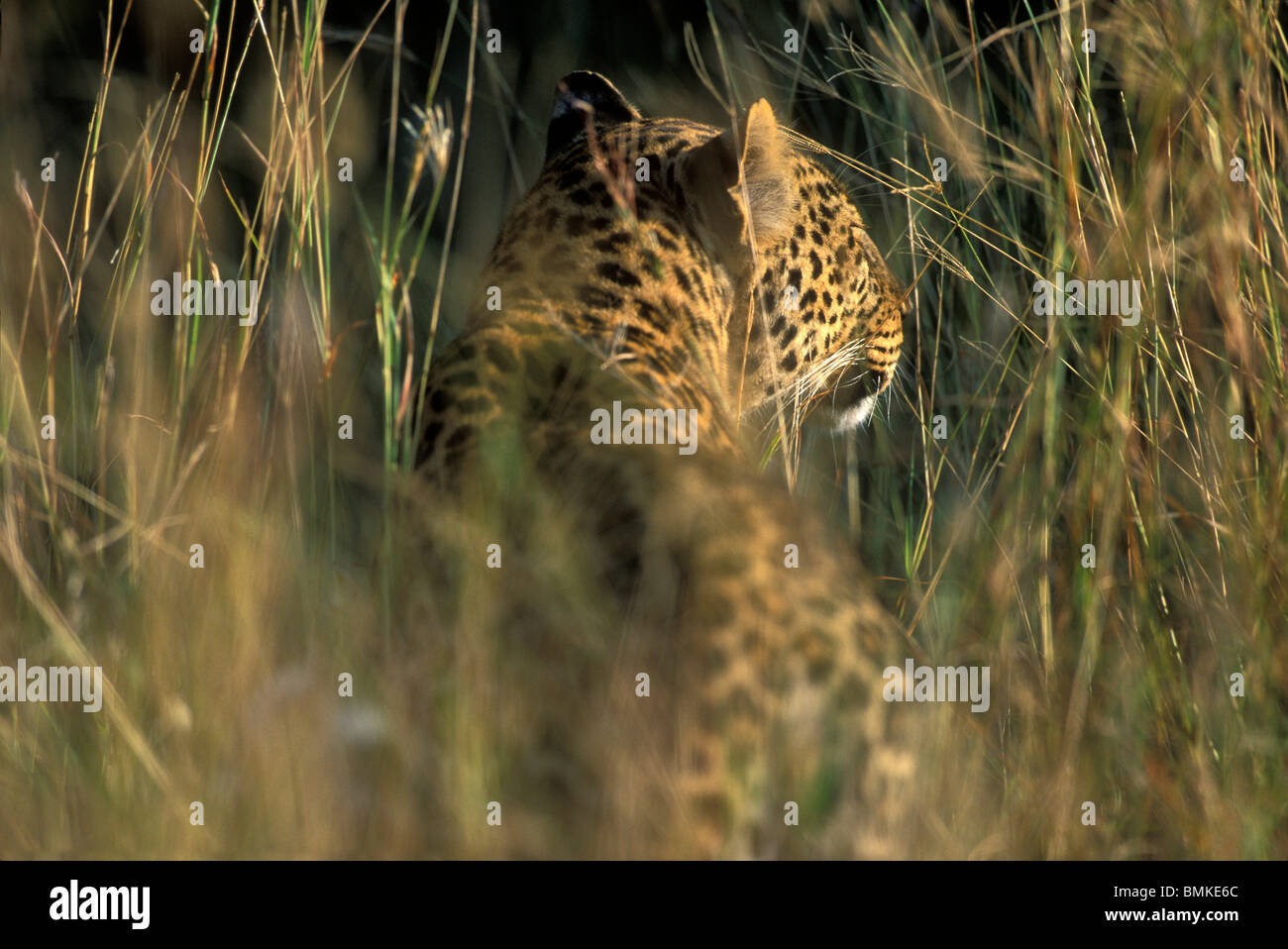 Female leopard standing in the grass hi-res stock photography and ...