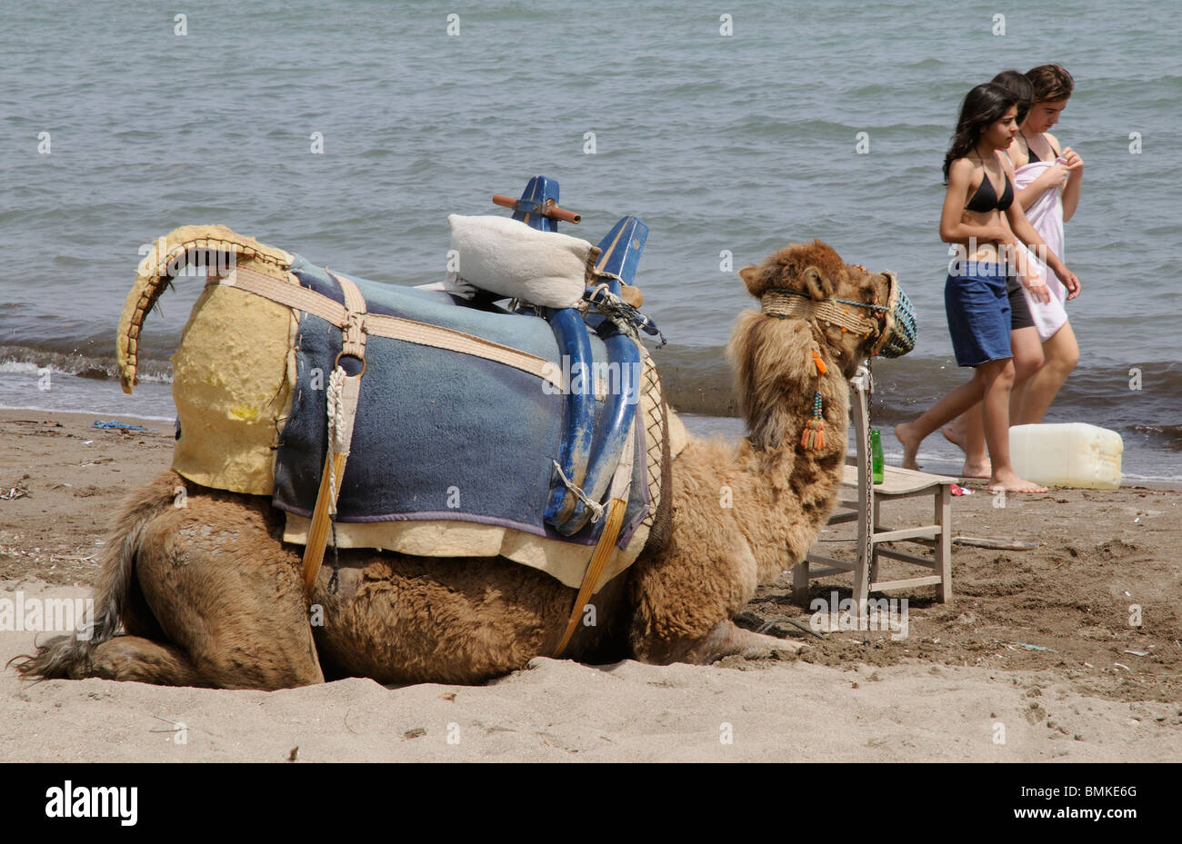 camel on the beach at Camel Beach a seaside resort close to Bodrum ...