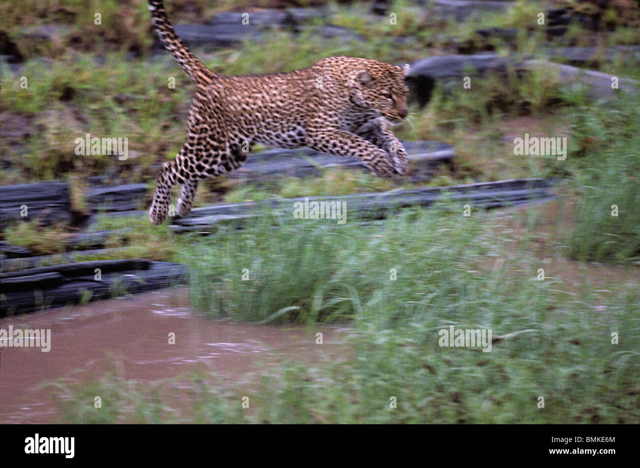 Adolescent leopard hi-res stock photography and images - Alamy