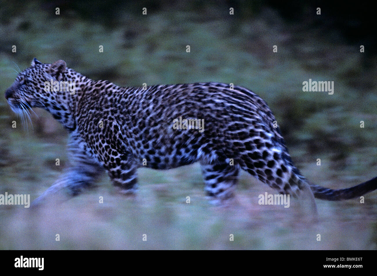 Adolescent leopard hi-res stock photography and images - Alamy