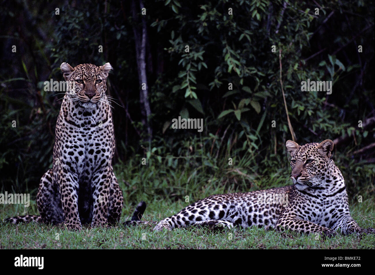 Habitat male female leopard hi-res stock photography and images - Alamy