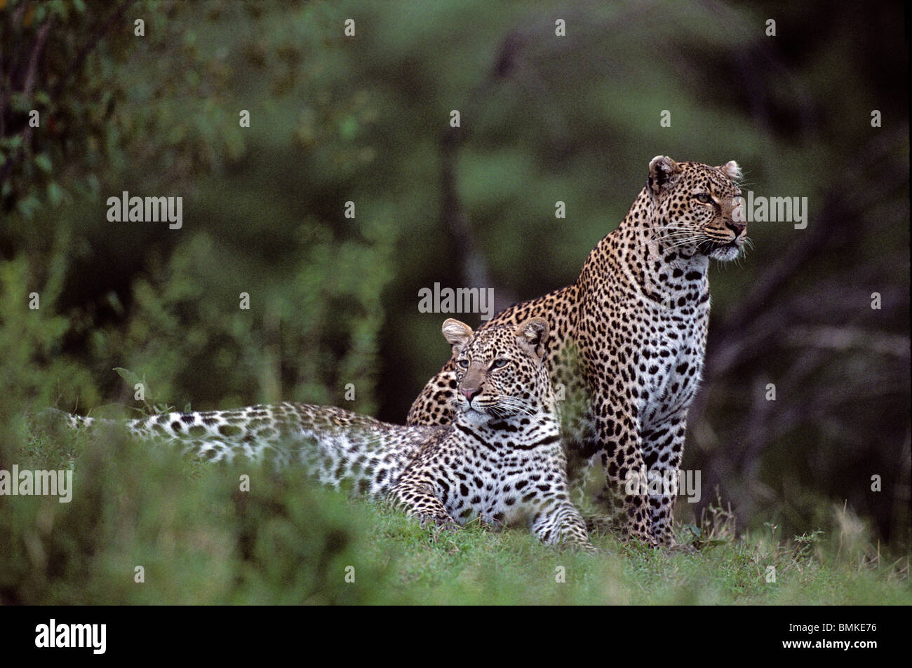 Habitat male female leopard hi-res stock photography and images - Alamy