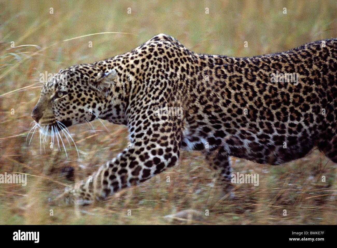 Side view female leopard walking hi-res stock photography and images ...