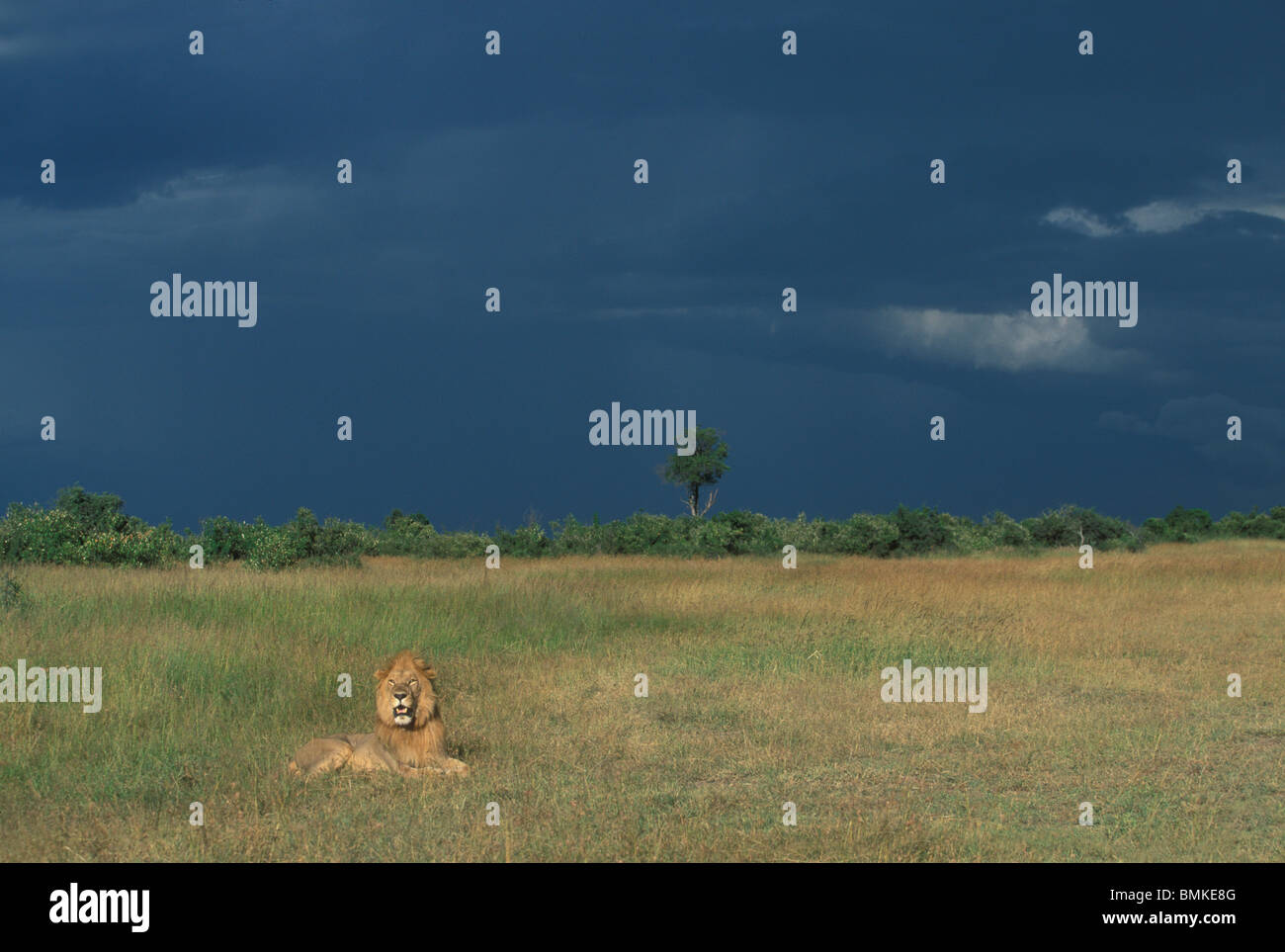 Male lion in rain hi-res stock photography and images - Alamy