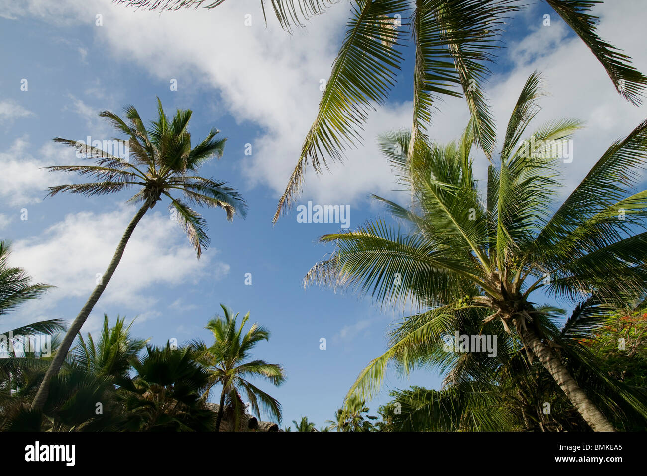 Africa, Kenya, Watamu, Palm trees lining beach along Indian Ocean along ...