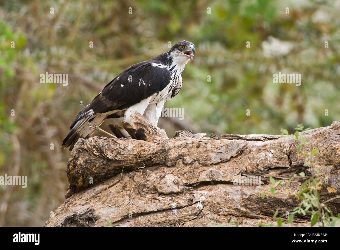 An Augur Buzzard and kill at Amboseli NP, Kenya Stock Photo - Alamy