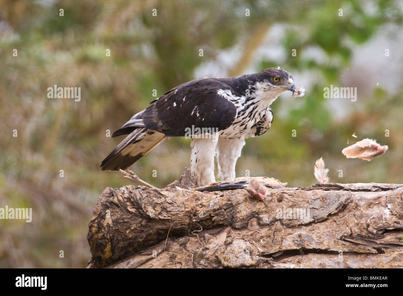An Augur Buzzard and kill at Amboseli NP, Kenya Stock Photo - Alamy