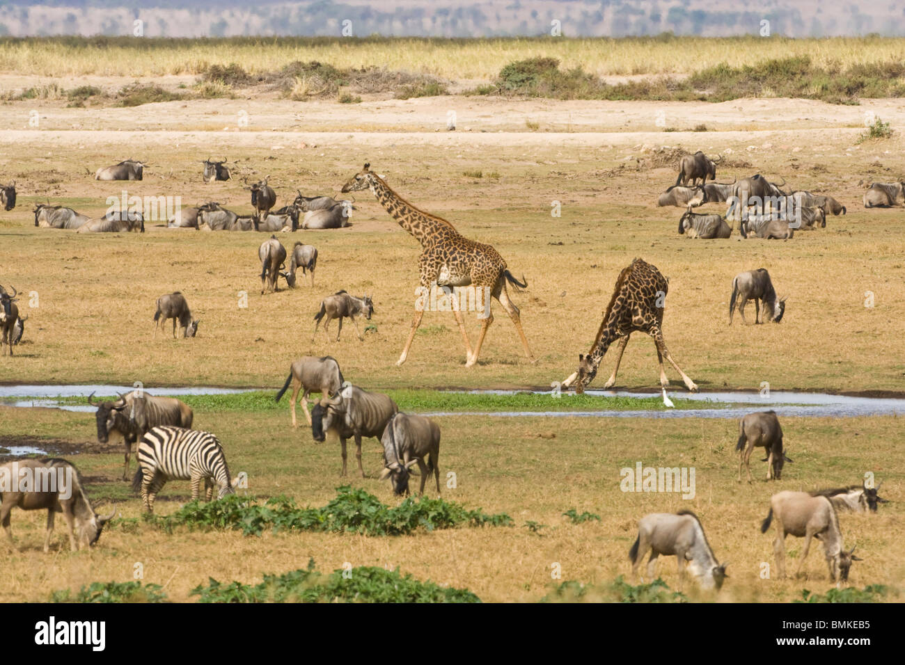Wildebeest zebra giraffe migration hi-res stock photography and images ...