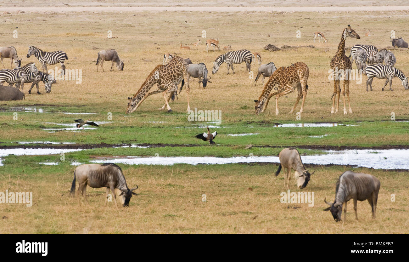 Wildebeest zebra giraffe migration hi-res stock photography and images ...