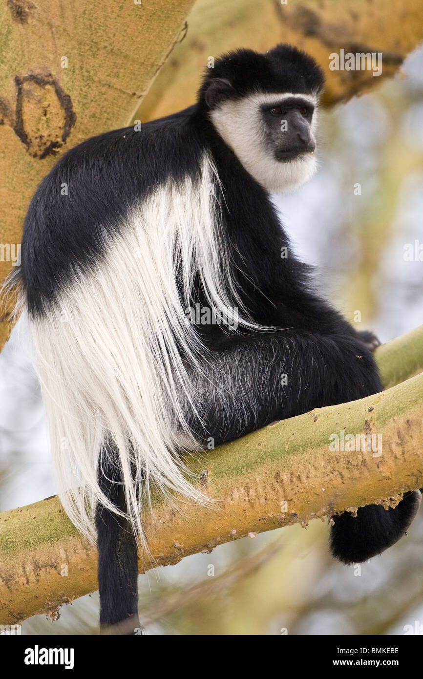 Colobus Monkey at Lake Naivasha, Kenya Stock Photo - Alamy