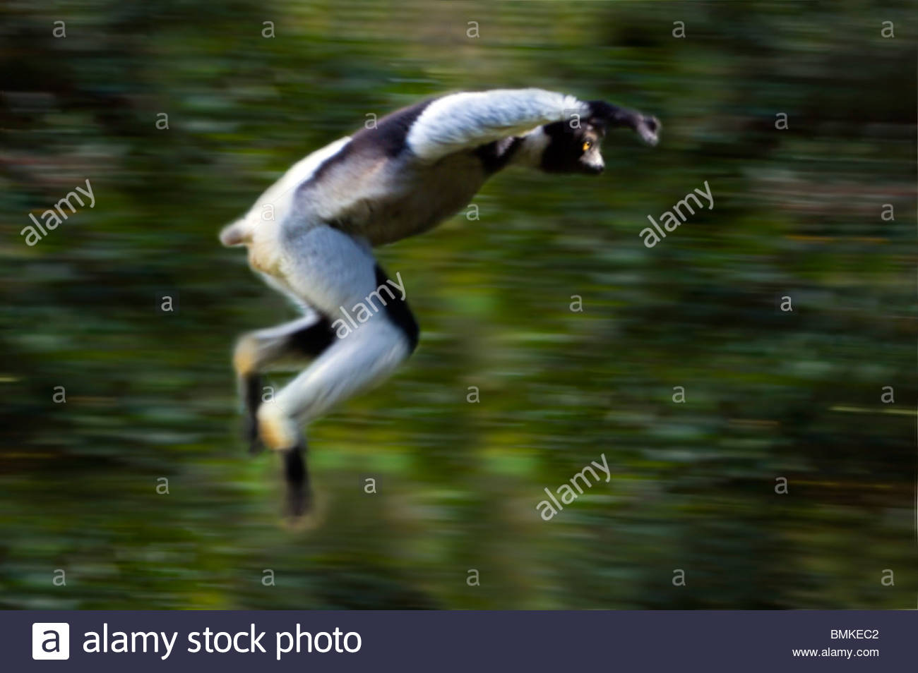Leaping Monkey Stock Photos & Leaping Monkey Stock Images - Alamy