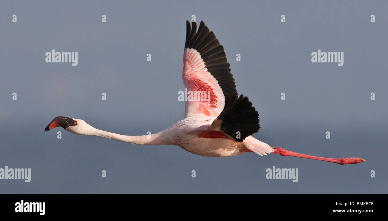 Lesser Flamingo at Lake Nakuru NP, Kenya Stock Photo - Alamy
