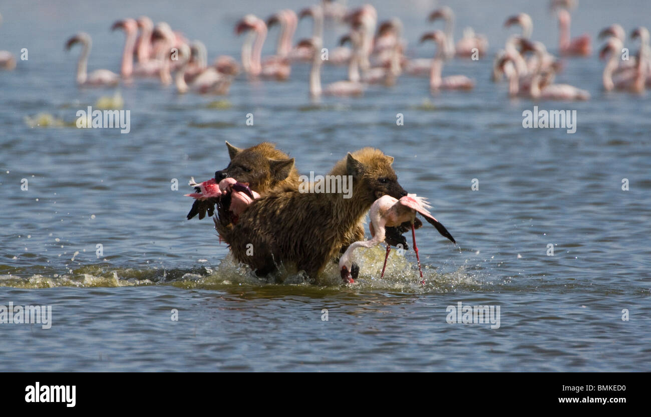 Spotted Hyenas hunting Lesser Flamingoes at Lake Nakuru NP, Kenya Stock ...