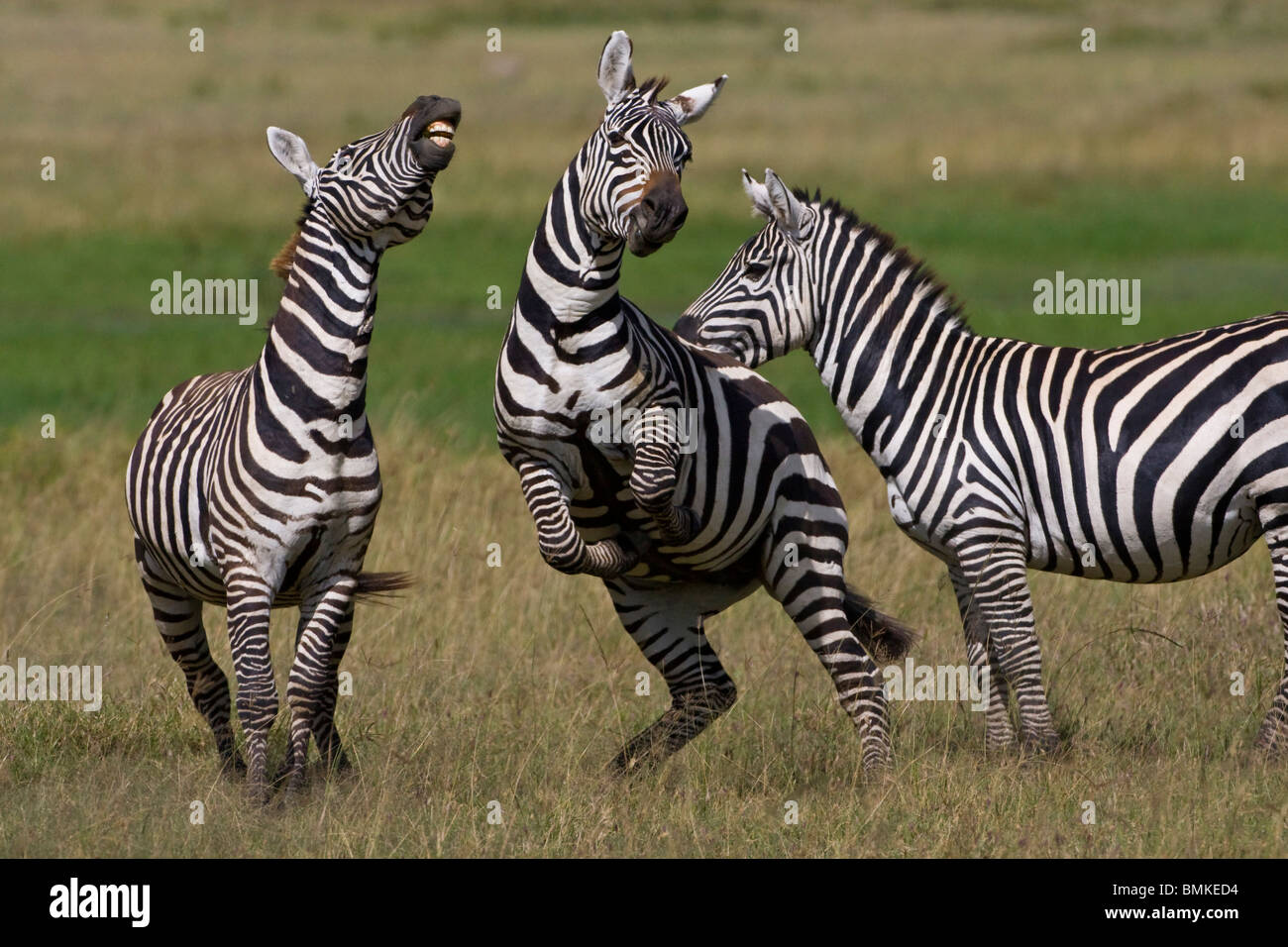 Africa Zebra Jump High Resolution Stock Photography and Images - Alamy