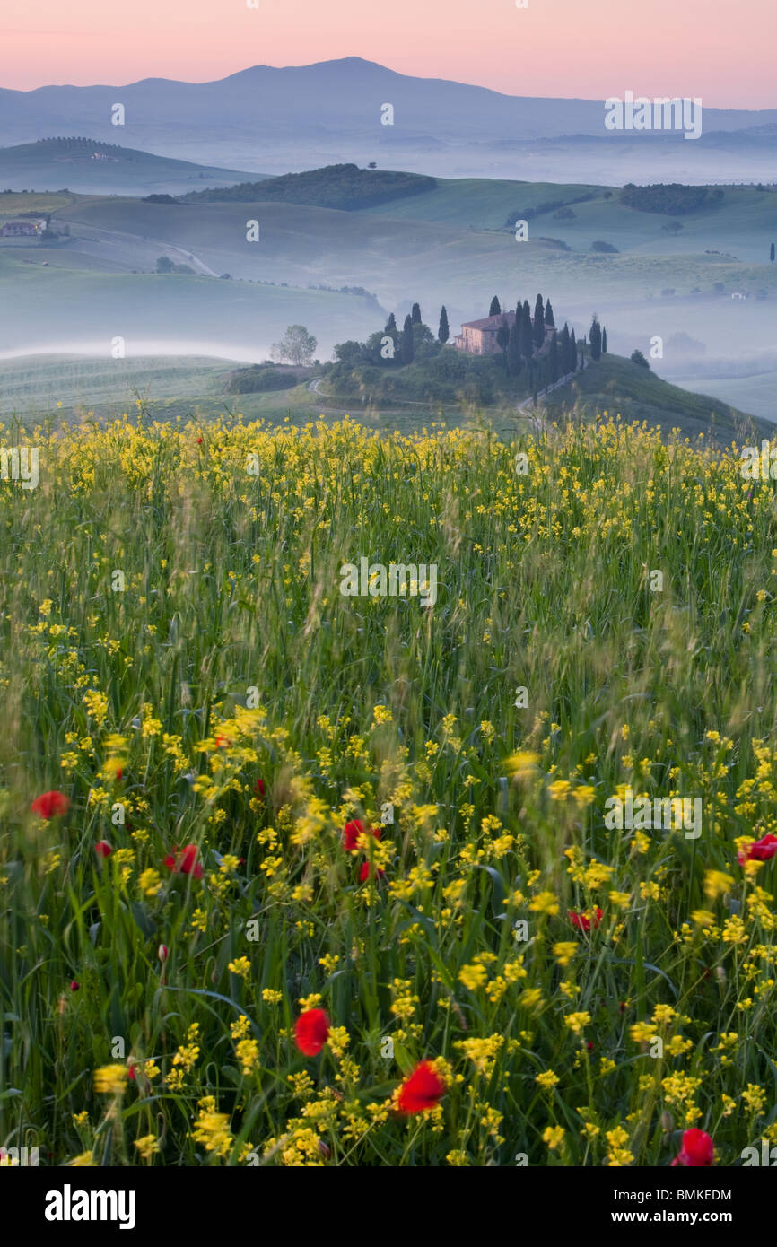 Wild flowers in tuscany italy hi-res stock photography and images - Alamy