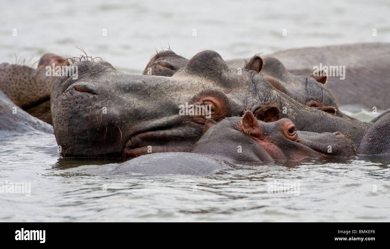 Africa. Kenya. Hippos at Lake Naivasha Stock Photo - Alamy