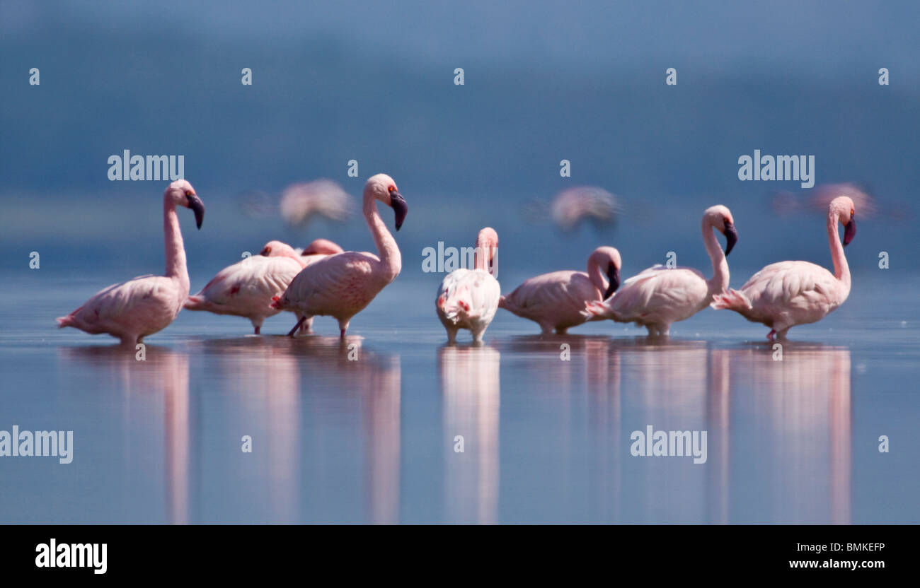 Africa. Kenya. Lesser Flamingo reflections at Lake Nakuru NP Stock ...