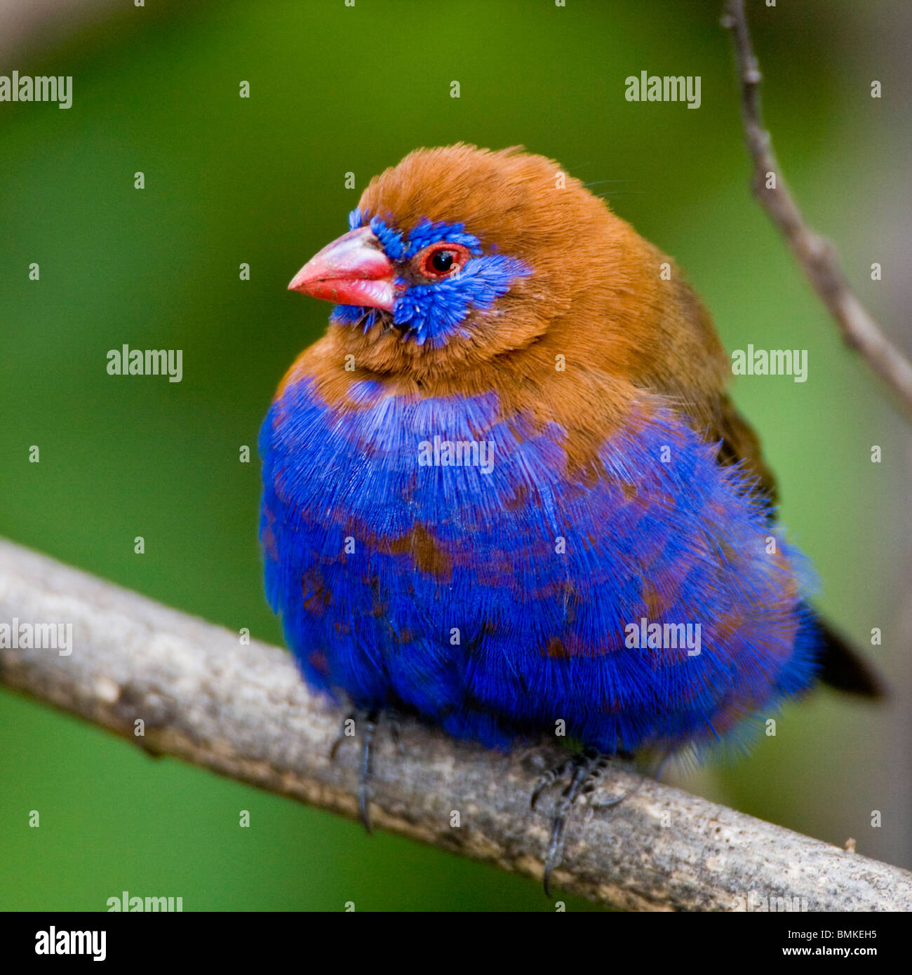 Africa. Kenya. Purple Grenadier male at Lake Naivasha Stock Photo - Alamy