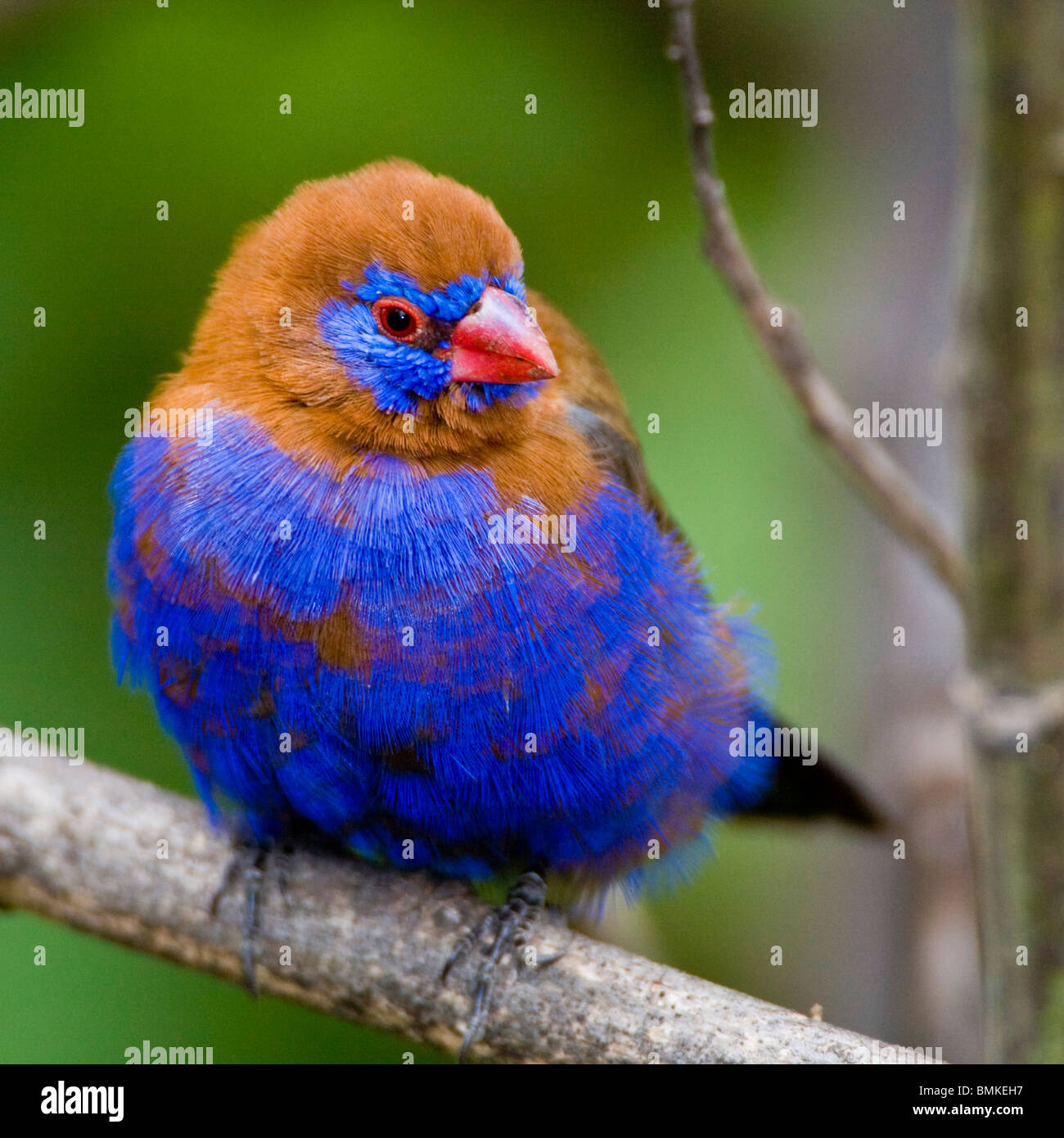 Grenadier lake hi-res stock photography and images - Alamy