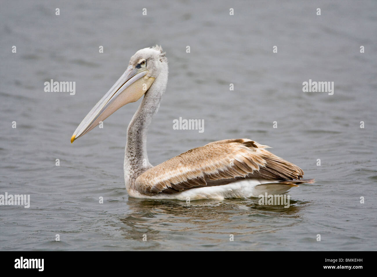Pink backed pelican lake hi-res stock photography and images - Alamy