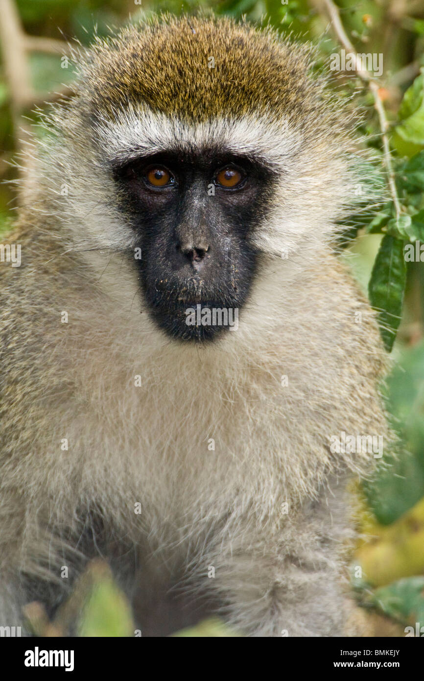 Africa. Kenya. Vervet Monkey at Lake Nakuru NP Stock Photo - Alamy