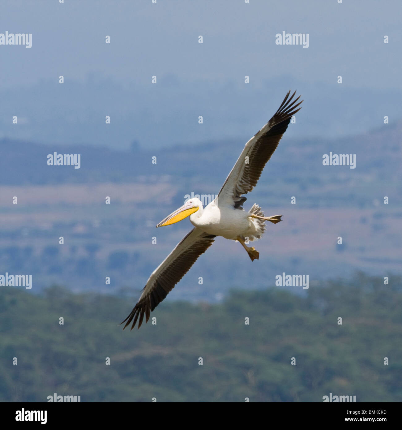 Africa. Kenya. White Pelican in flight at Lake Nakuru Stock Photo - Alamy