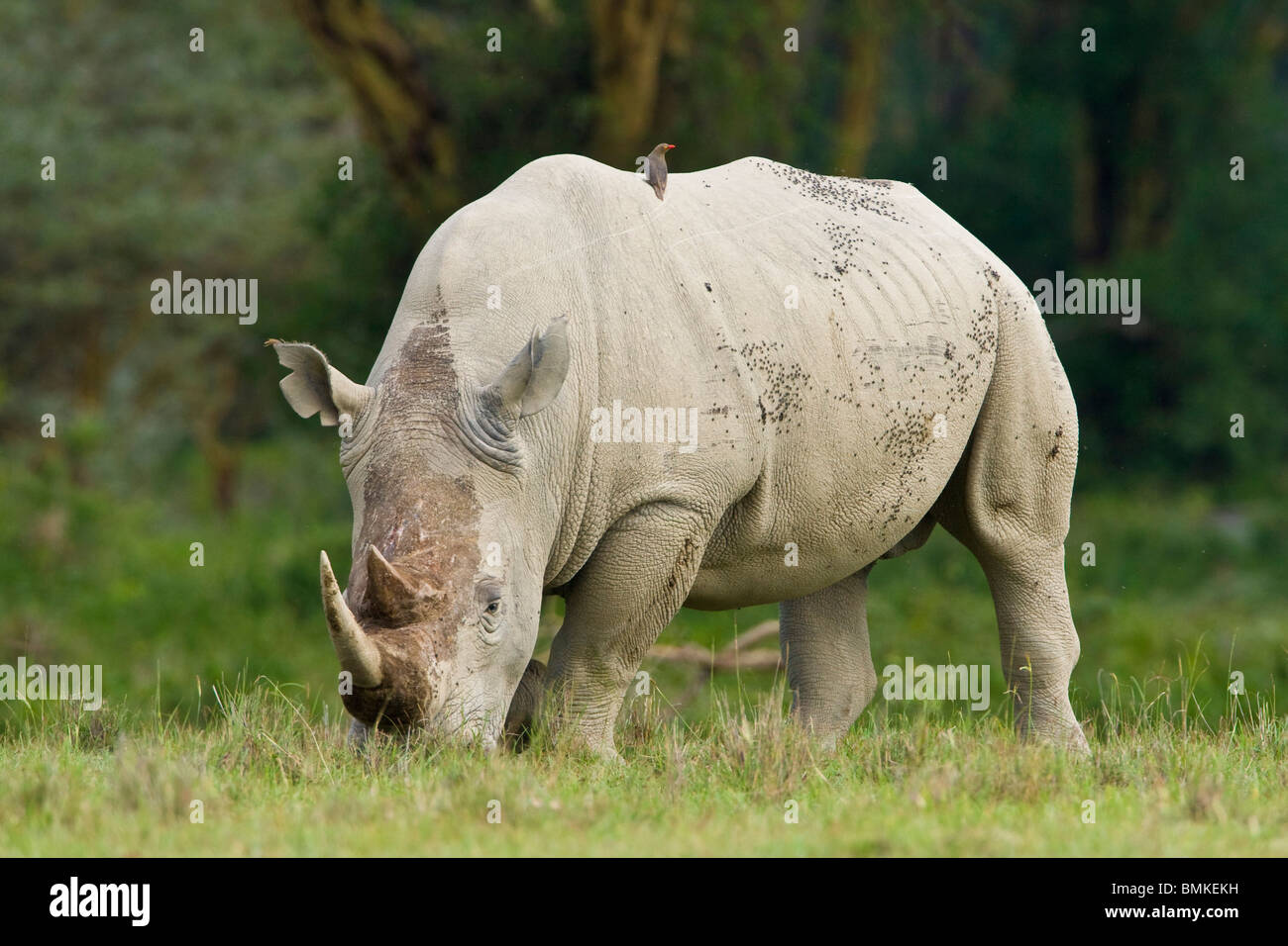 Red billed oxpecker eating hi-res stock photography and images - Alamy