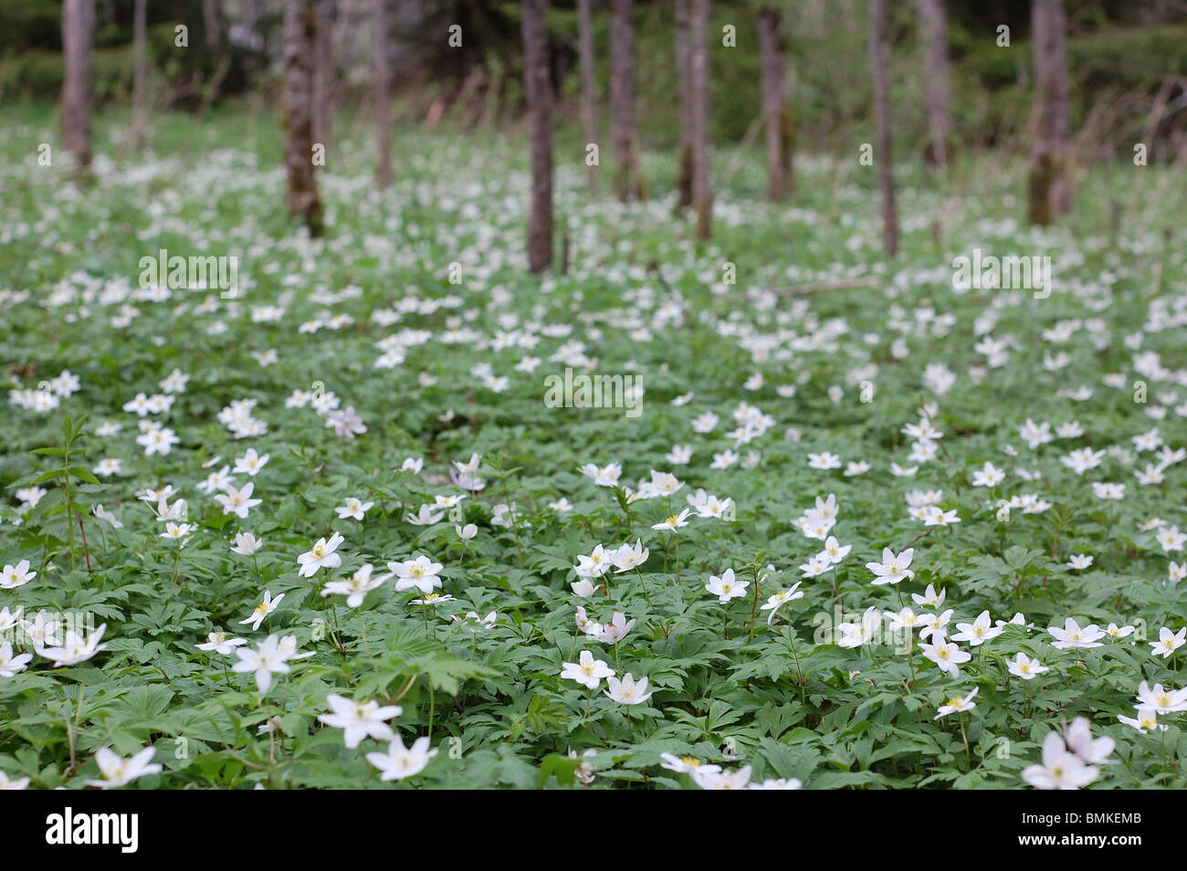 wood anemones in the wild Stock Photo - Alamy