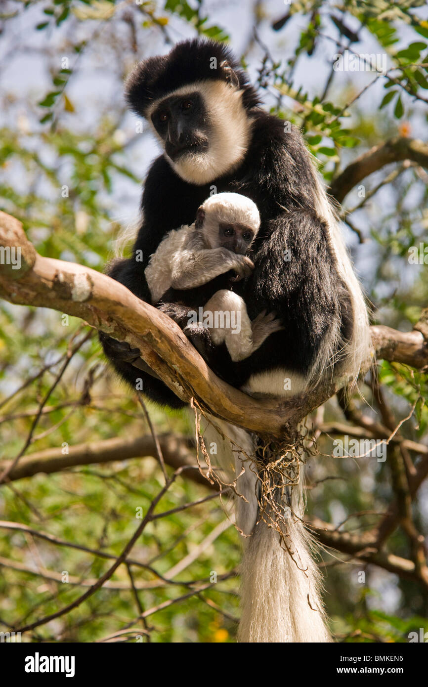 Africa. Kenya. A Black-and-White Colobus Monkey mother and newborn baby ...
