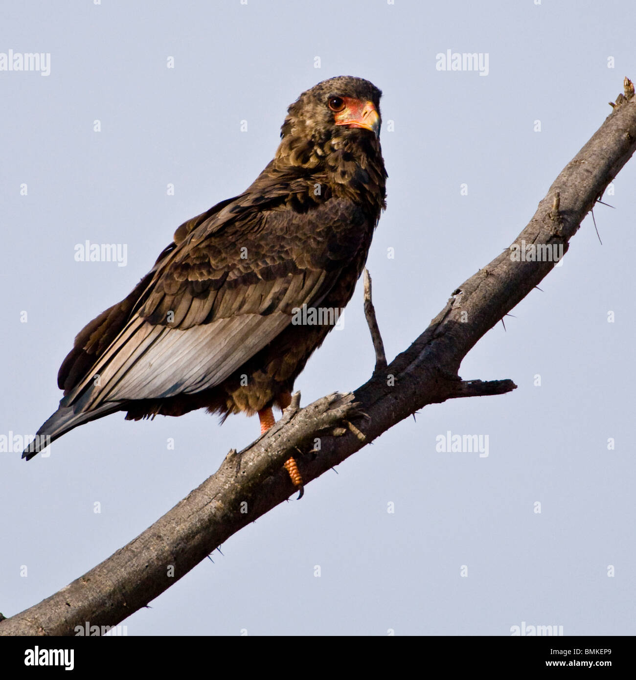 Bateleur eagle samburu hi-res stock photography and images - Alamy