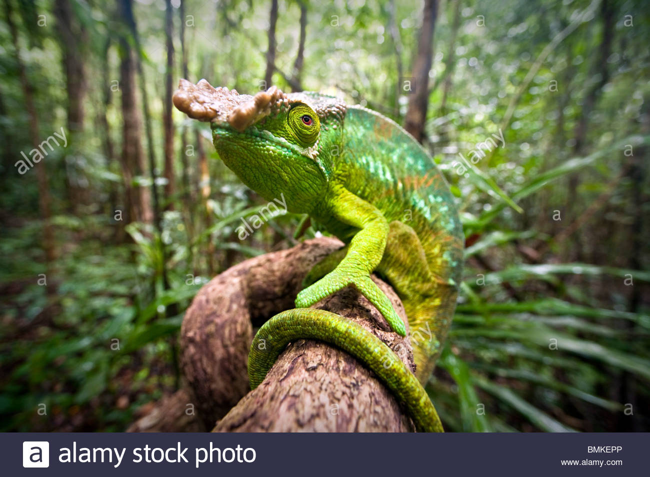 Parsons Chameleon Stock Photos & Parsons Chameleon Stock Images - Alamy