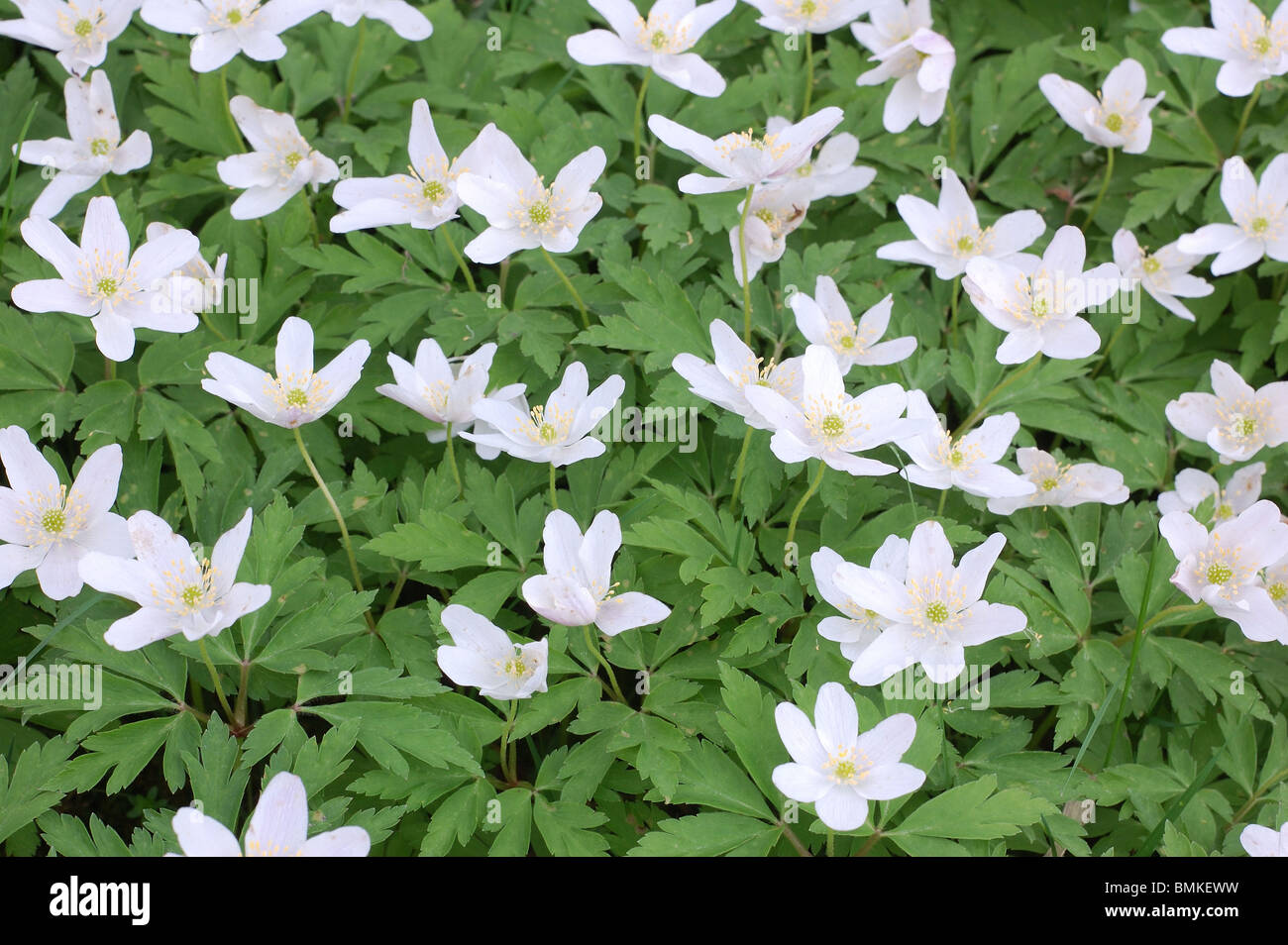 wood anemones in the wild Stock Photo - Alamy