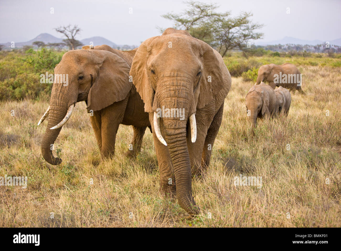 Tracking elephants hi-res stock photography and images - Alamy