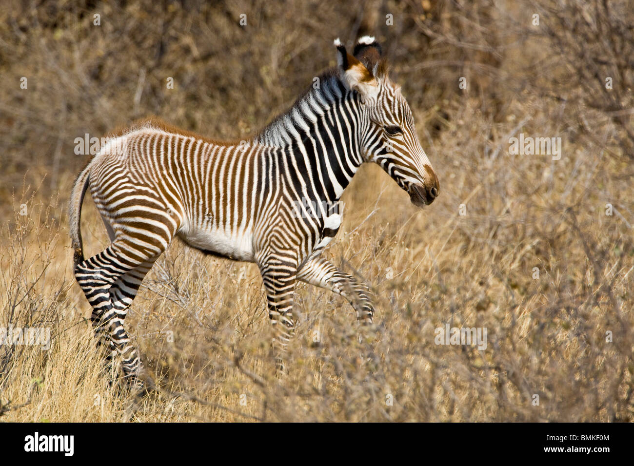 Kenya grevy's zebra run hi-res stock photography and images - Alamy