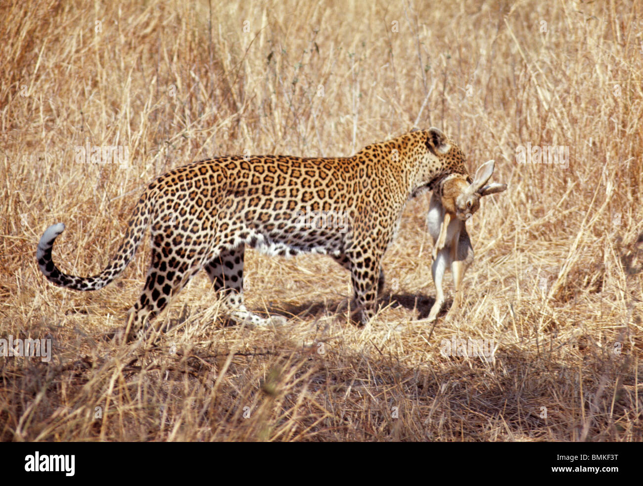 Leopard and rabbit hi-res stock photography and images - Alamy
