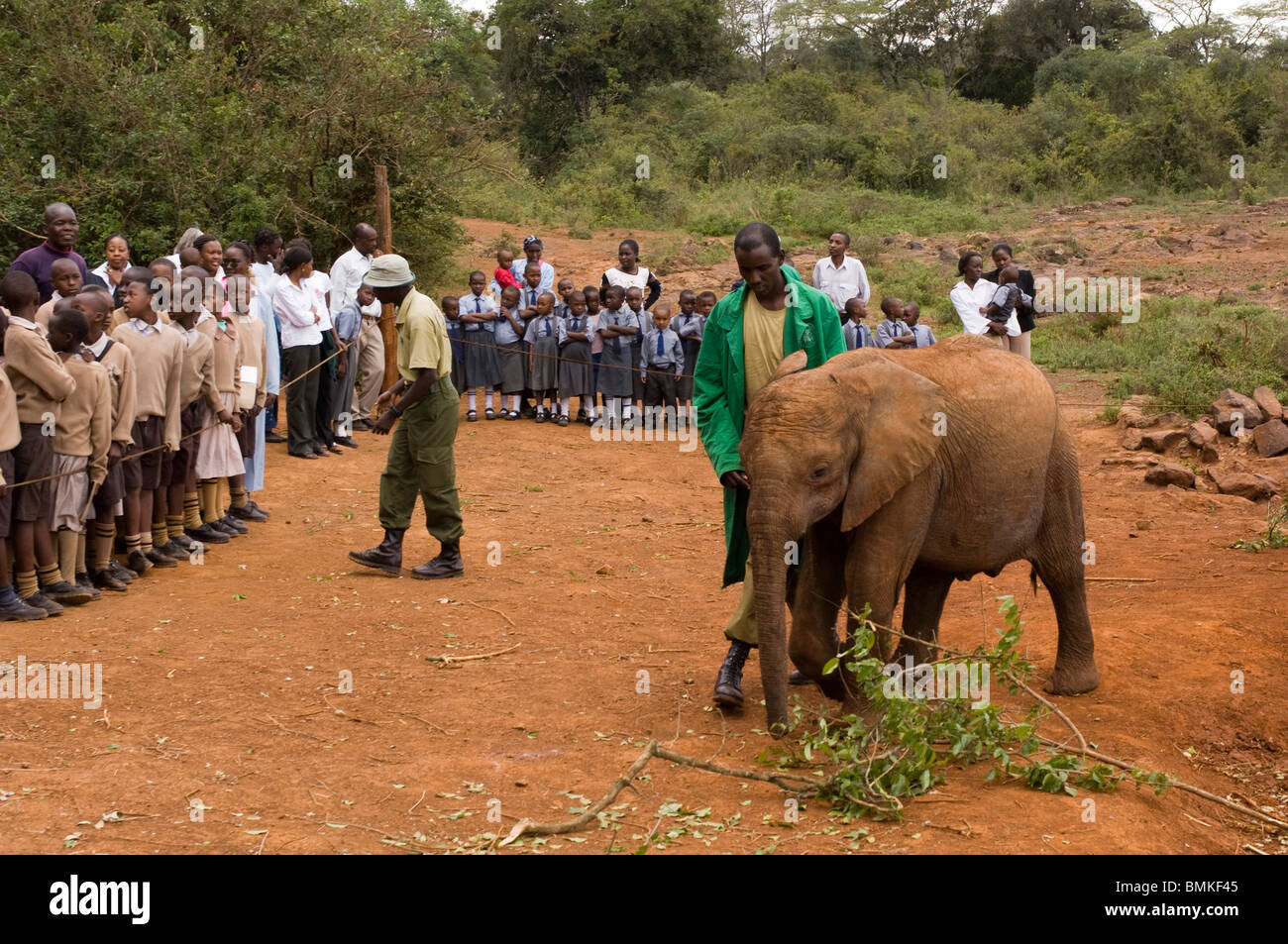Kenya Nairobi David Sheldrick Wildlife Trust Elephant Orphanage Stock ...