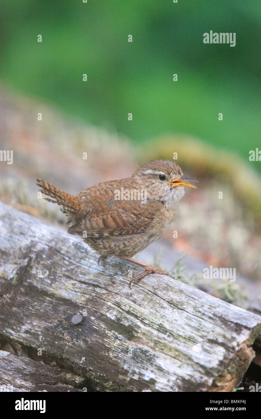 Wren singing dawn chorus hi-res stock photography and images - Alamy