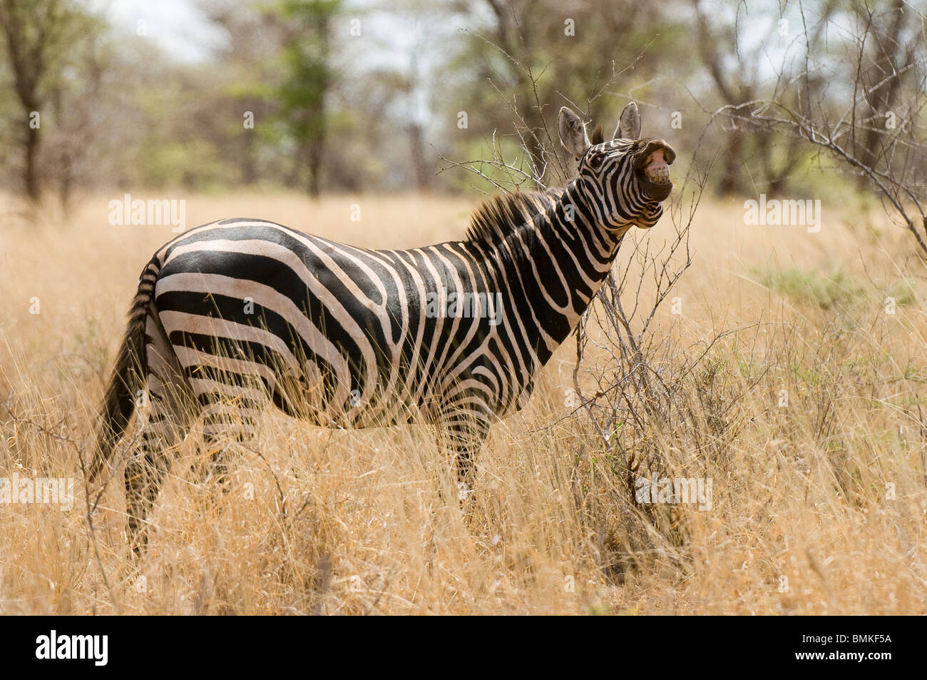 Zebra at the Meru National Park, Kenya Stock Photo - Alamy