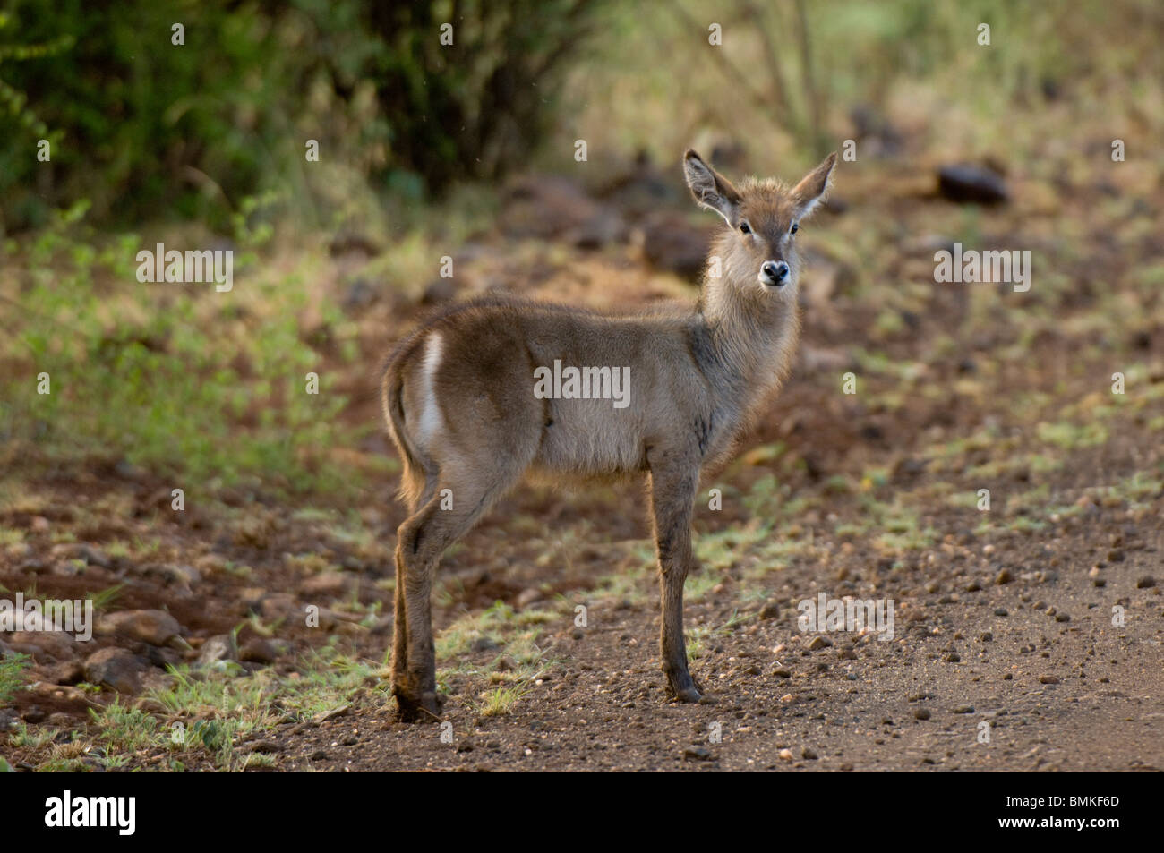 Africa, Kenya, Meru National Park, female Waterbuck standing still ...