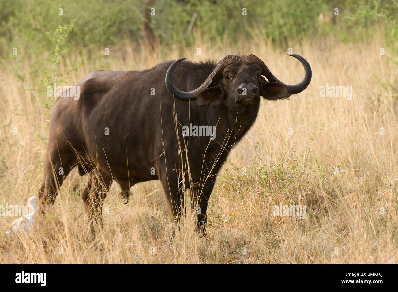 Cape buffalo in grasses hi-res stock photography and images - Alamy
