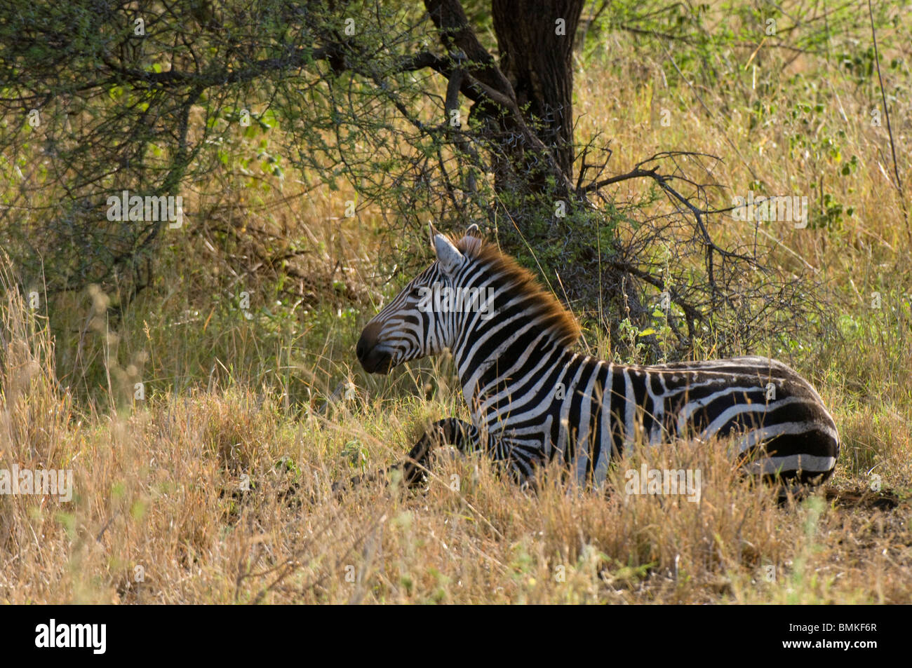 Africa, Kenya, Meru National Park, zebra resting under a tree Stock ...