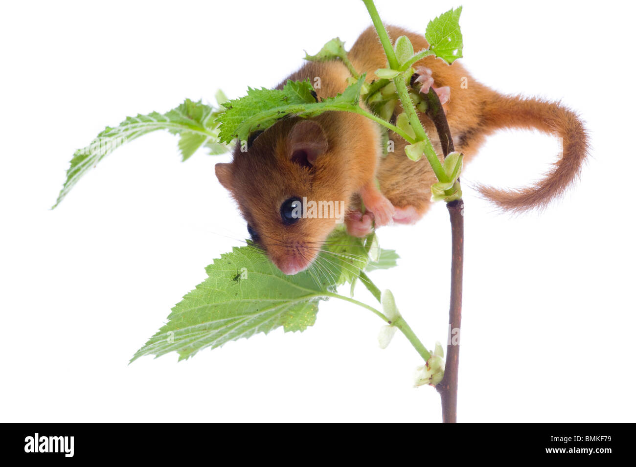 Dormouse Uk Stock Photos & Dormouse Uk Stock Images - Alamy