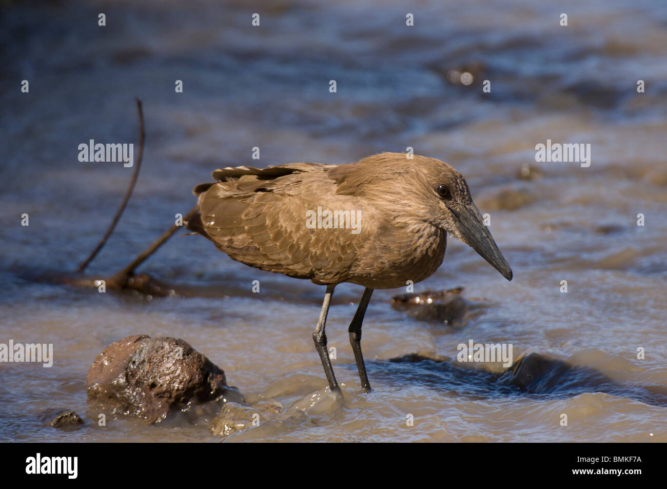 Africa, Kenya, Meru National Park, a Hammerhead bird Stock Photo - Alamy