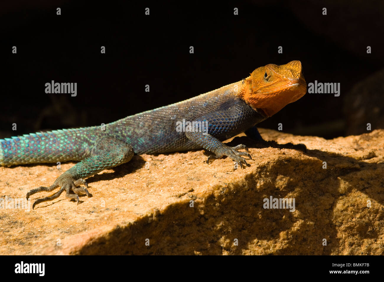 Teeth outer rim hi-res stock photography and images - Alamy