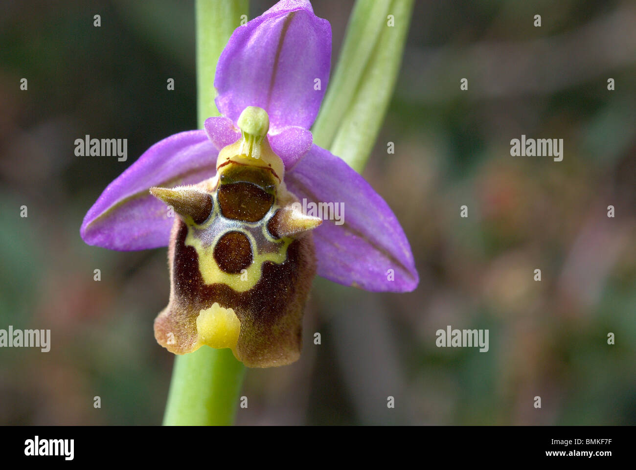 Wild orchid Crete Greece Stock Photo - Alamy