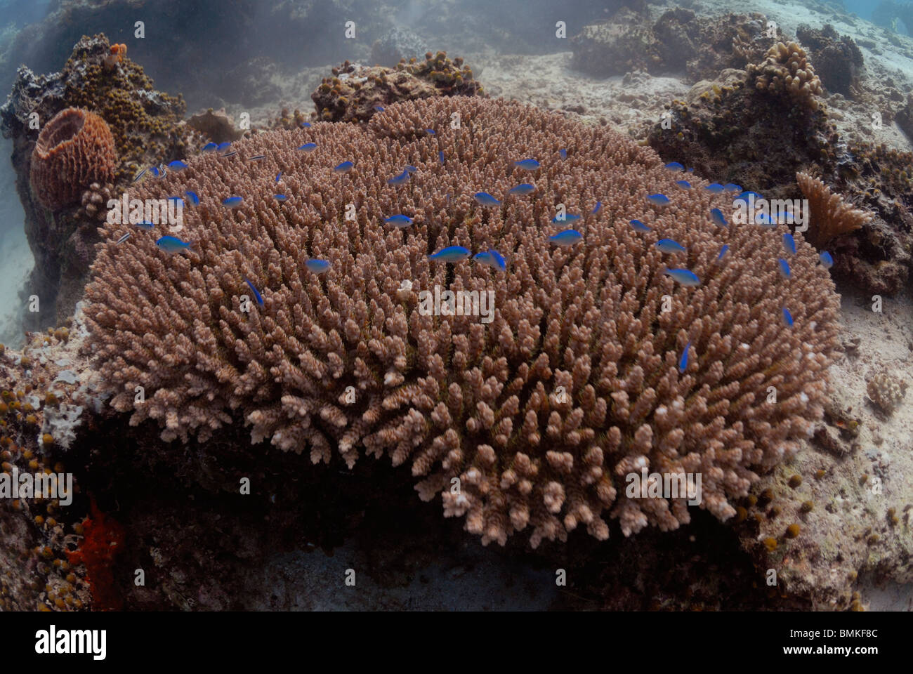 Chrysiptera glauca hi-res stock photography and images - Alamy