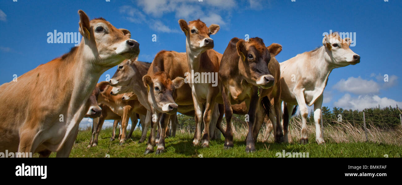 Skinny cattle hi-res stock photography and images - Alamy